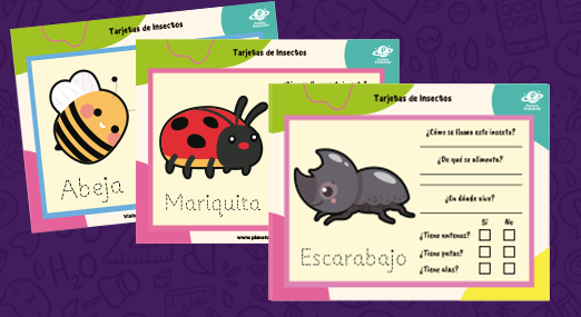Tarjetas de Insectos – Shop Planeta Preescolar